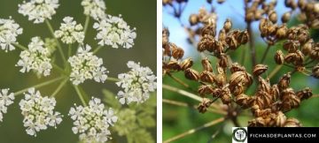 Cicuta Cicute Conium maculatum - Fichas de Plantas